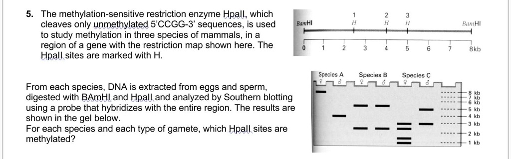 the methylation sensitive restriction enzyme hpall which cleaves only ...