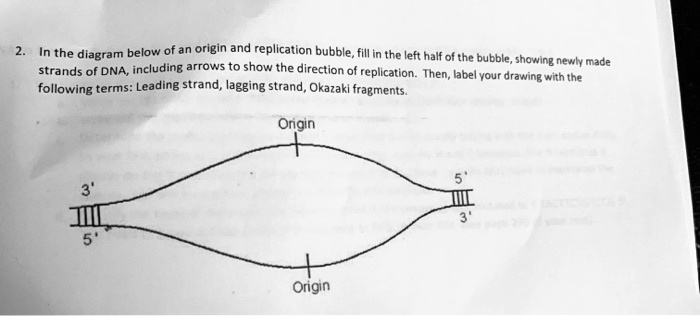 SOLVED: In the diagram below of an origin and replication bubble, fill ...