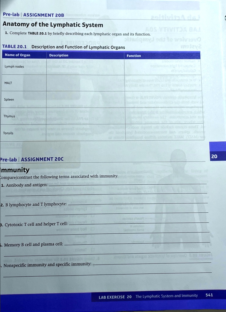 Pre-lab | ASSIGNMENT 20B Anatomy of the Lymphatic System Complete TABLE ...