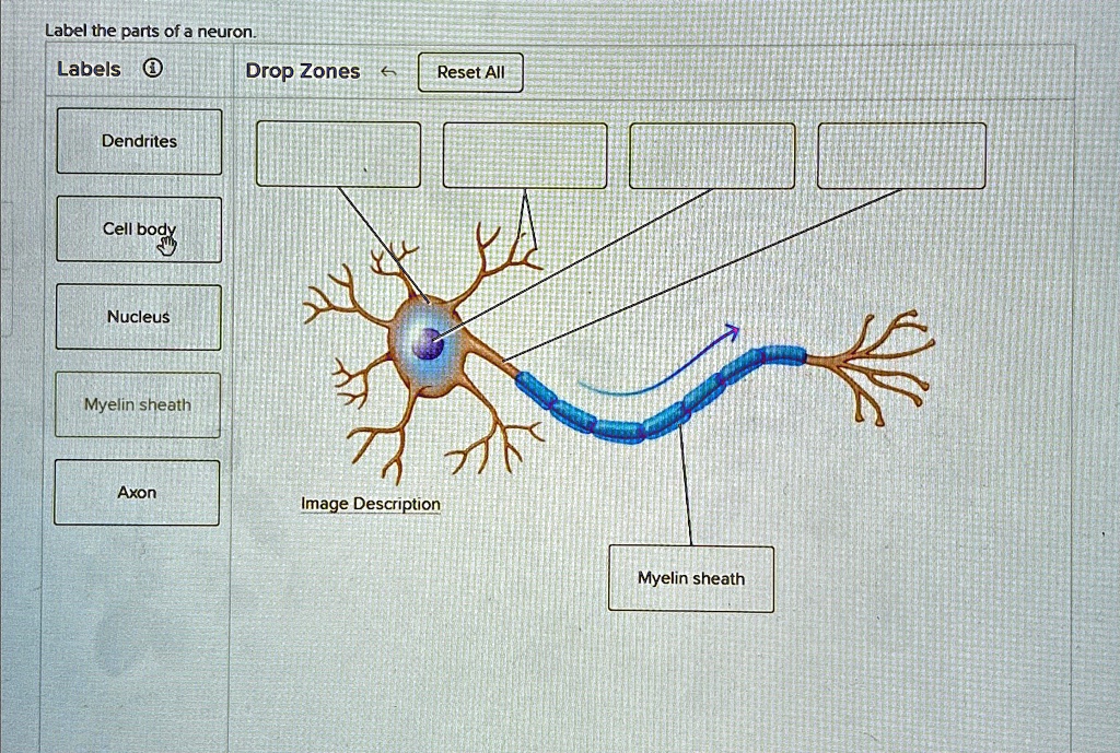 Label the parts of a neuron. Labels Dendrites Cell body Nucleus Myelin ...