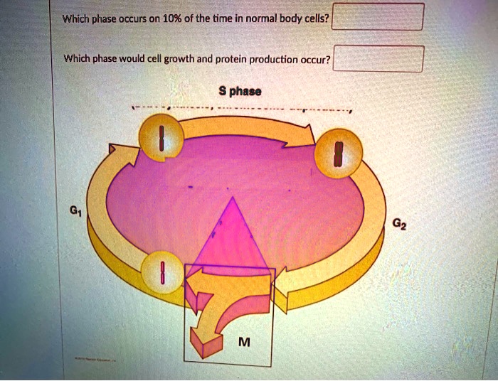 SOLVED: Which phase occurs on 10% of the time in normal body cells ...