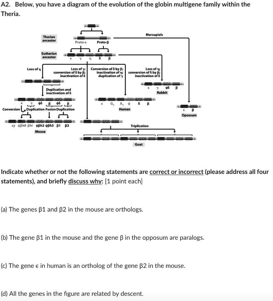 SOLVED:A2 Below, you have a diagram of the evolution of the globin ...