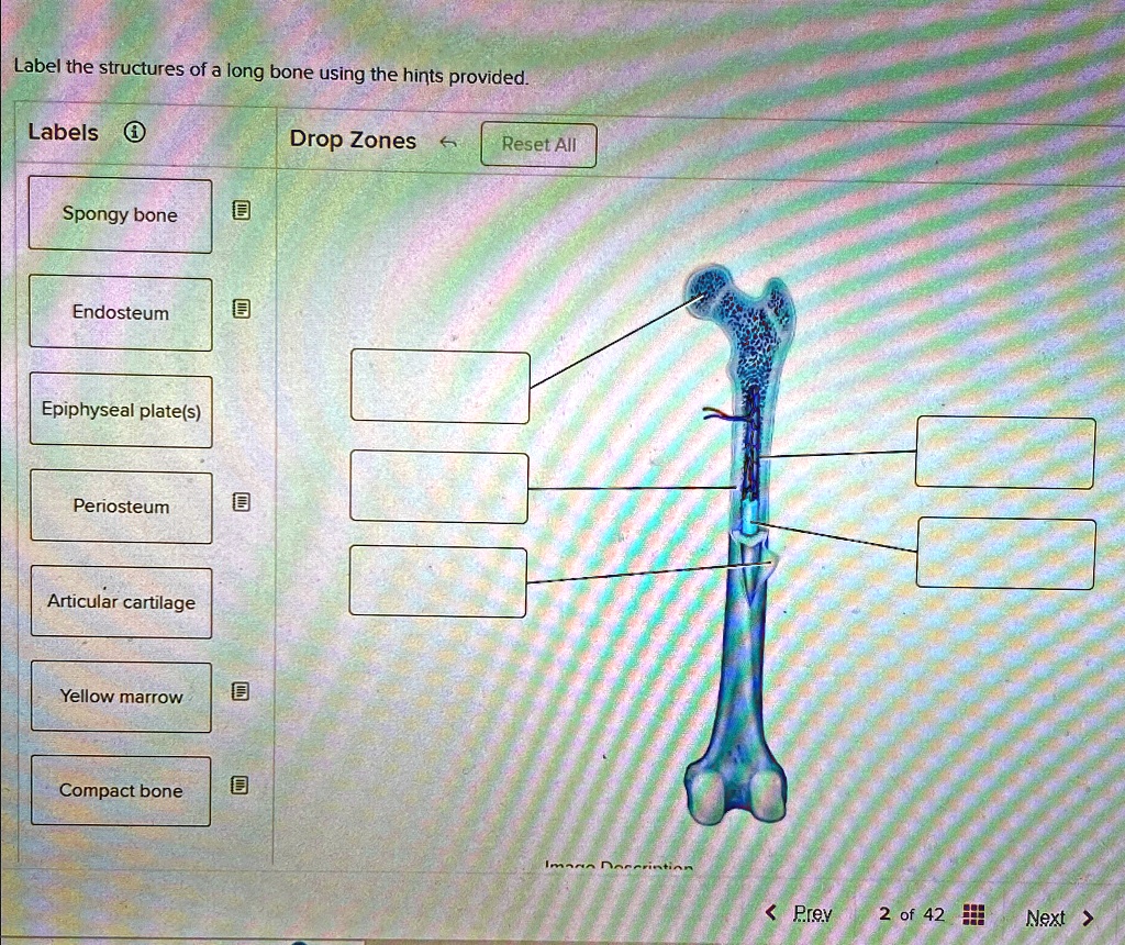 Label the structures of a long bone using the hints provided. Labels (i) Drop Zones Prev 2 of 42 ...