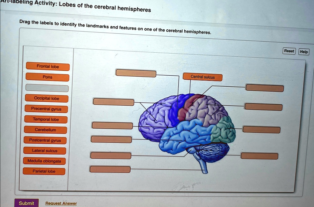 An-labeling Activity: Lobes of the cerebral hemispheres Drag the labels ...