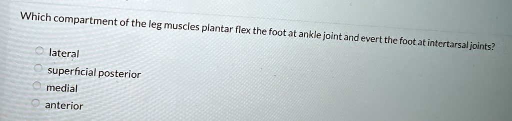 Which compartment of the leg muscles plantar flex the foot at ankle ...