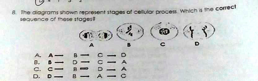 8 the diagrams shown represent stages of cellular process which is the ...