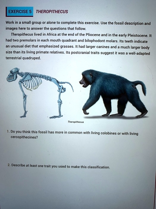 EXERCISE 5 THEROPITHECUS Work in a small group or alone to complete ...