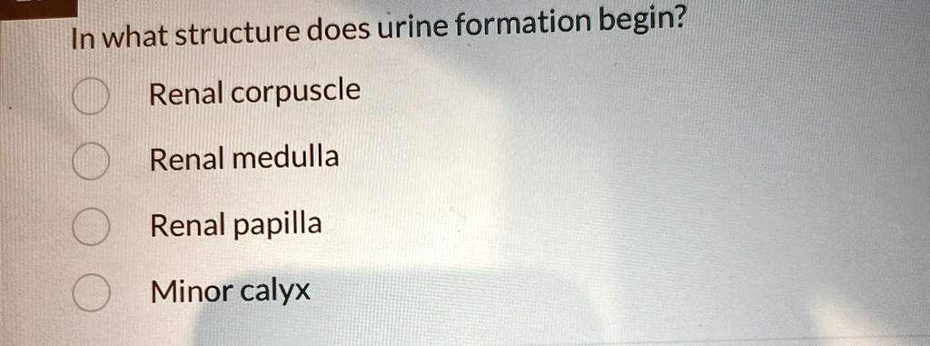 in what structure does urine formation begin renal corpuscle renal ...