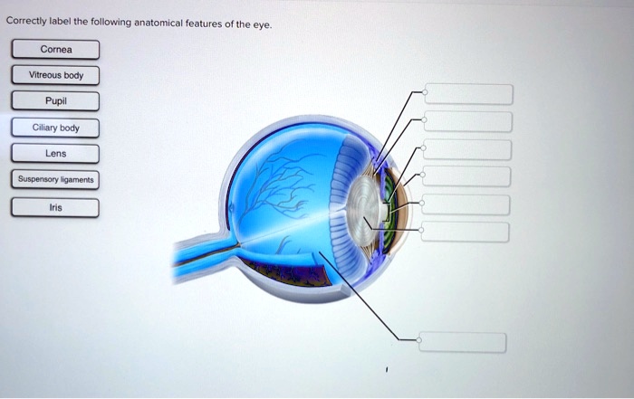 SOLVED: Correctly label the following anatomical features of the eye Cornea Vitreous body Pupil ...