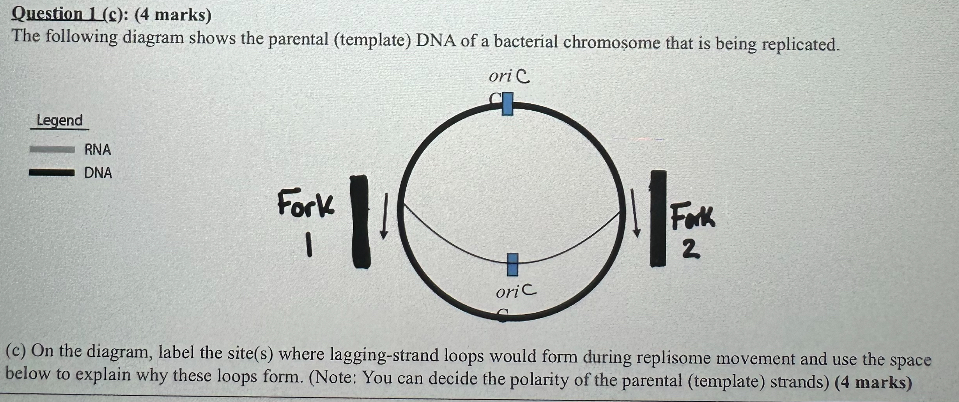 Question 1(c): (4 marks) The following diagram shows the parental ...