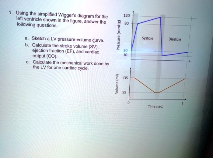 1. Using the simplified Wigger's diagram for the left ventricle shown ...