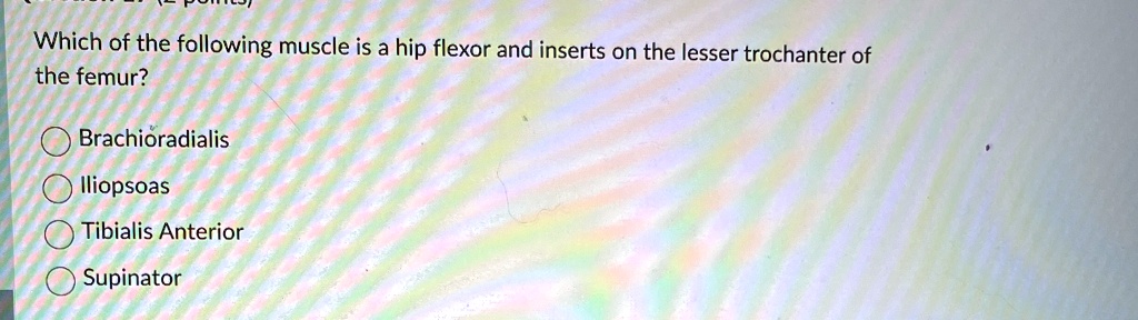 Which of the following muscle is a hip flexor and inserts on the lesser ...