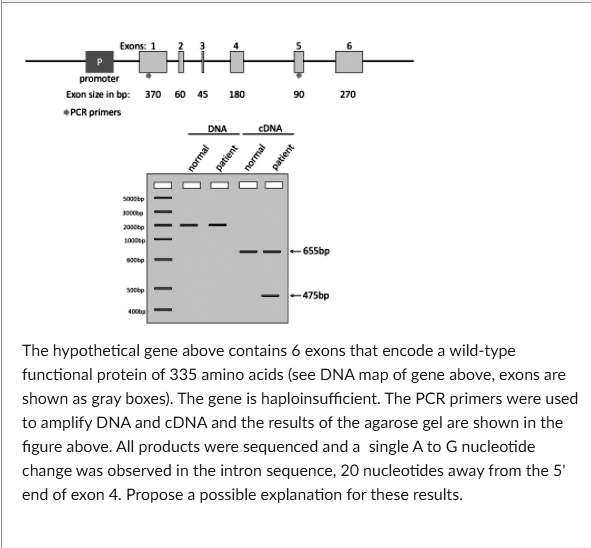 7 a promoter exon site 370 180 pcr primers dma cdma 655op the hypothetical gene above contains 6 ...