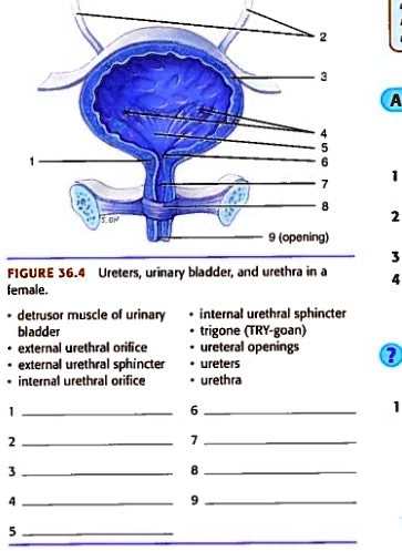 2 3 A 4 5 6 7 8 1 2 9 (opening) FIGURE 36.4 Ureters, urinary bladder, and urethra in a female ...