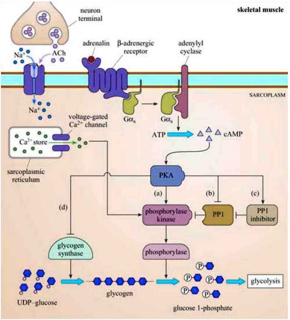 SOLVED: Describe the signaling pathway of the angiotensin II subtype-2 ...