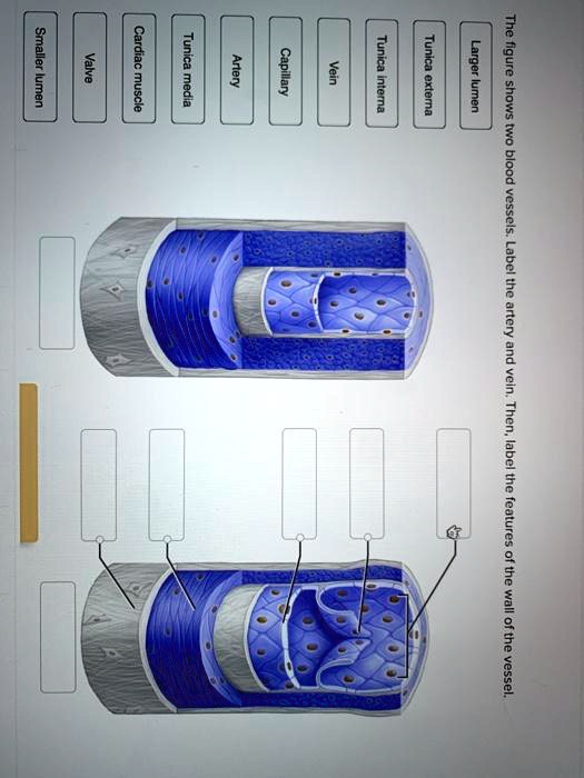 The figure shows two blood vessels. Label the artery and vein. Then ...