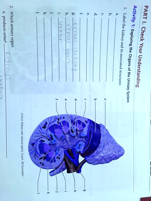 PART I. Check Your Understanding Activity 1: Exploring the Organs of ...