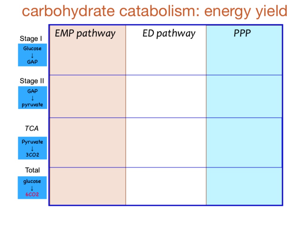 carbohydrate catabolism: energy yield EMP pathway ED pathway PPP Stage ...