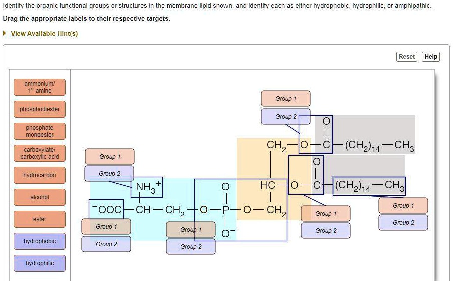 identify the organic functional groups or structures in the membrane ...