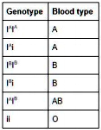 Genotype Blood type I^AI^A A I^Ai A I^BI^B B I^Bi B I^AI^B AB ii O