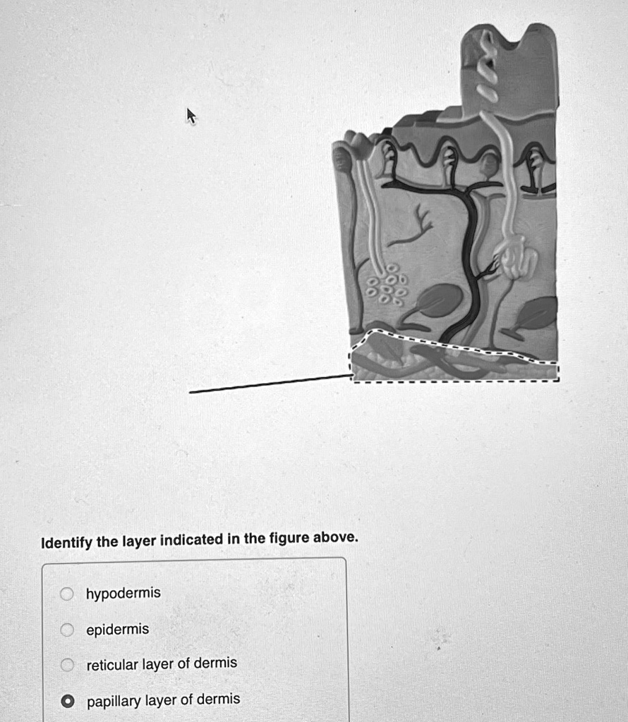 SOLVED: Identify the layer indicated in the figure above. hypodermis ... SOLVED: Identify the layer indicated in the figure above. hypodermis ...