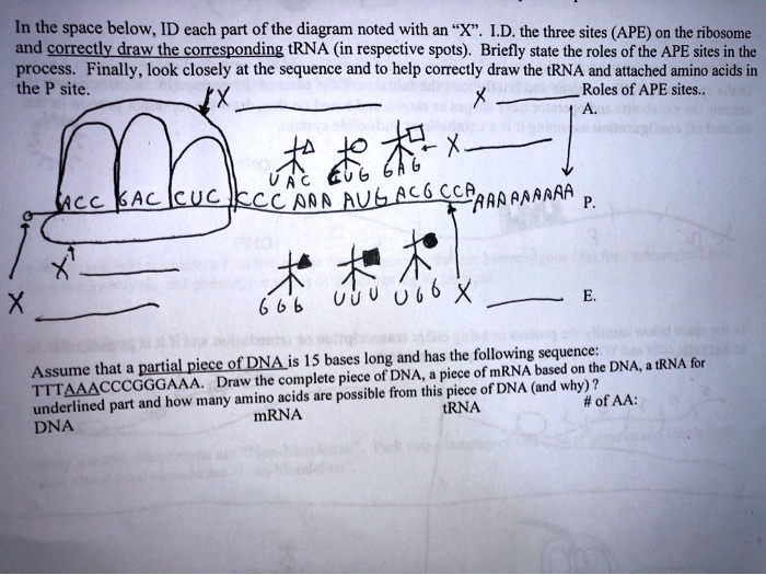 in the space below id each part of the diagram noted with an x ld the ...