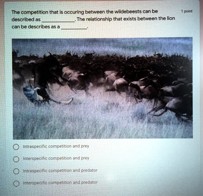 the competition that is occuring between the wildebeests can be ...