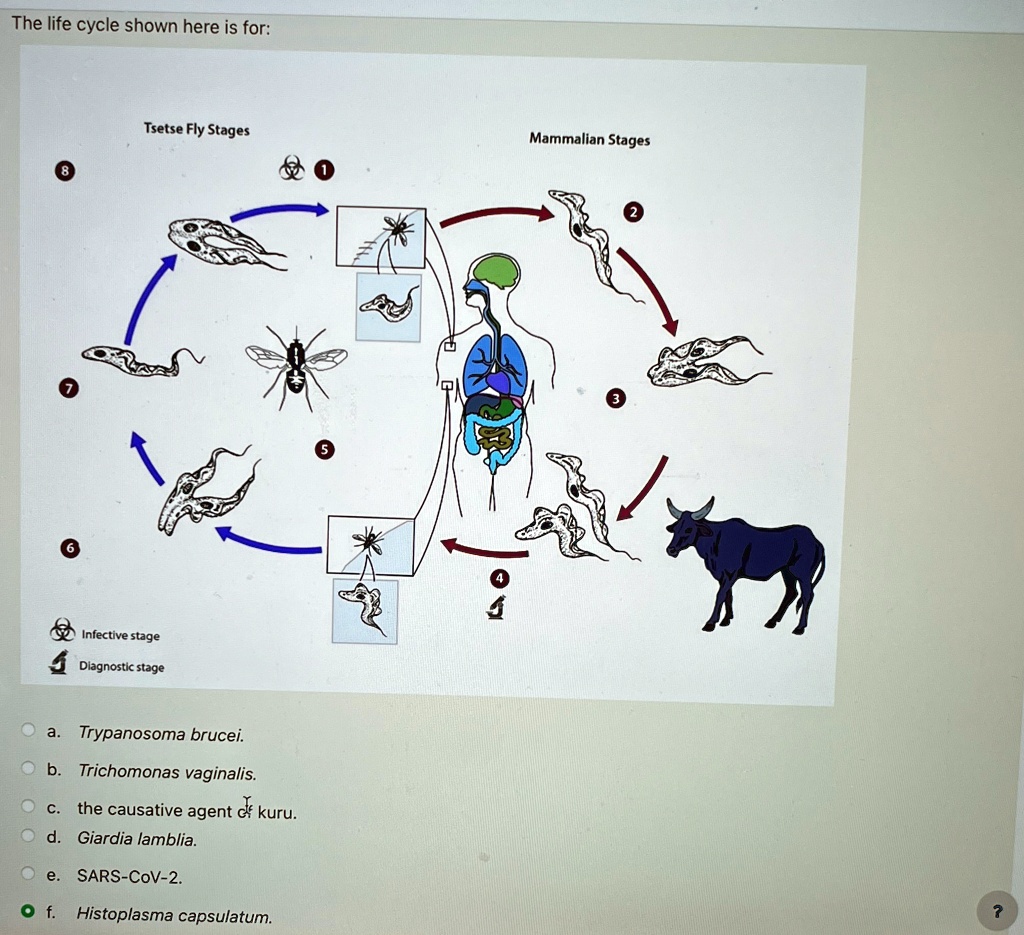 the life cycle shown here is for tsetse fly stages mammalian stages infective stage diagnostic ...