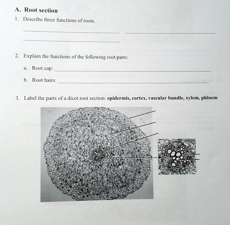 SOLVED: A Root section Describe three functions of roots 2. Explain the ... SOLVED: A Root section Describe three functions of roots 2. Explain the ...