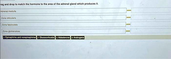 rag and drop to match the hormone to the area of the adrenal gland ...