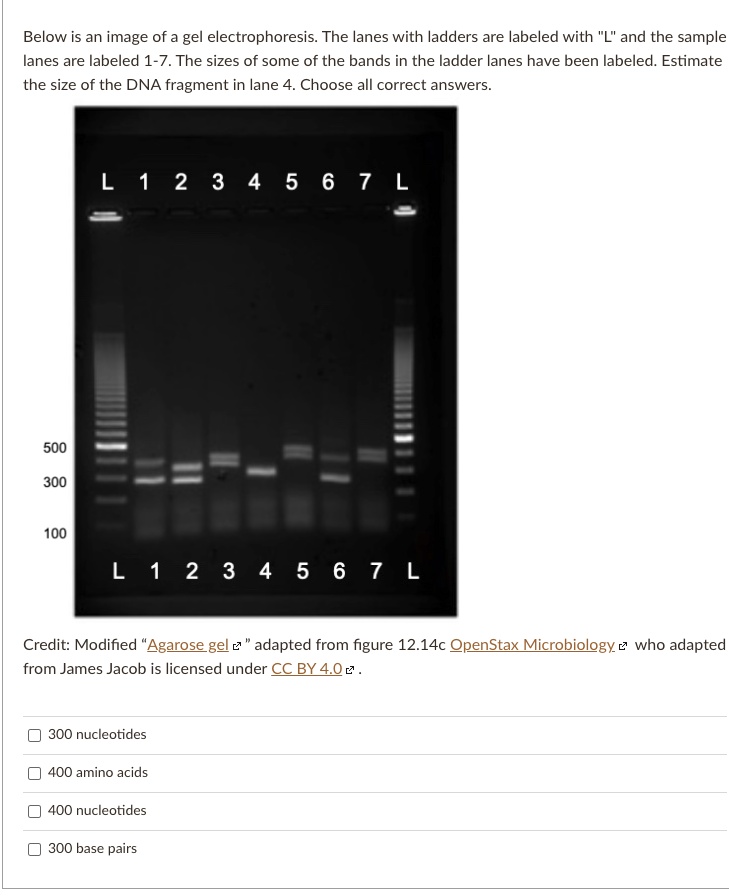SOLVED: Below is an image of a gel electrophoresis. The lanes with ...