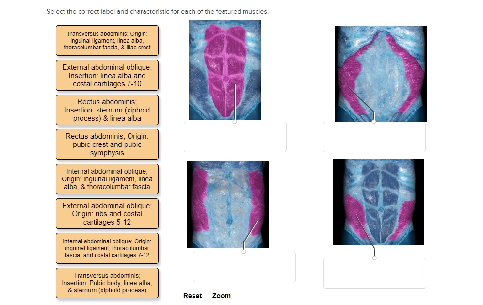 Select the correct label and characteristic for each of the featured ...