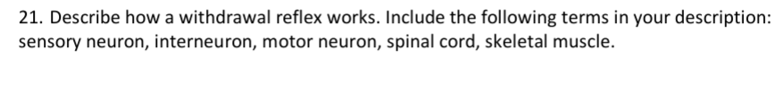 21. Describe how a withdrawal reflex works. Include the following terms ...