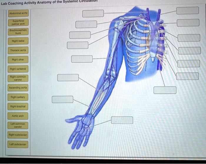 Lab Coaching Activity Anatomy of the Systemic Circulation Abdominal ...