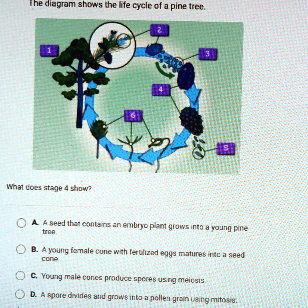 The diagram shows the life cycle of a pine tree. What does stage 4 show ...