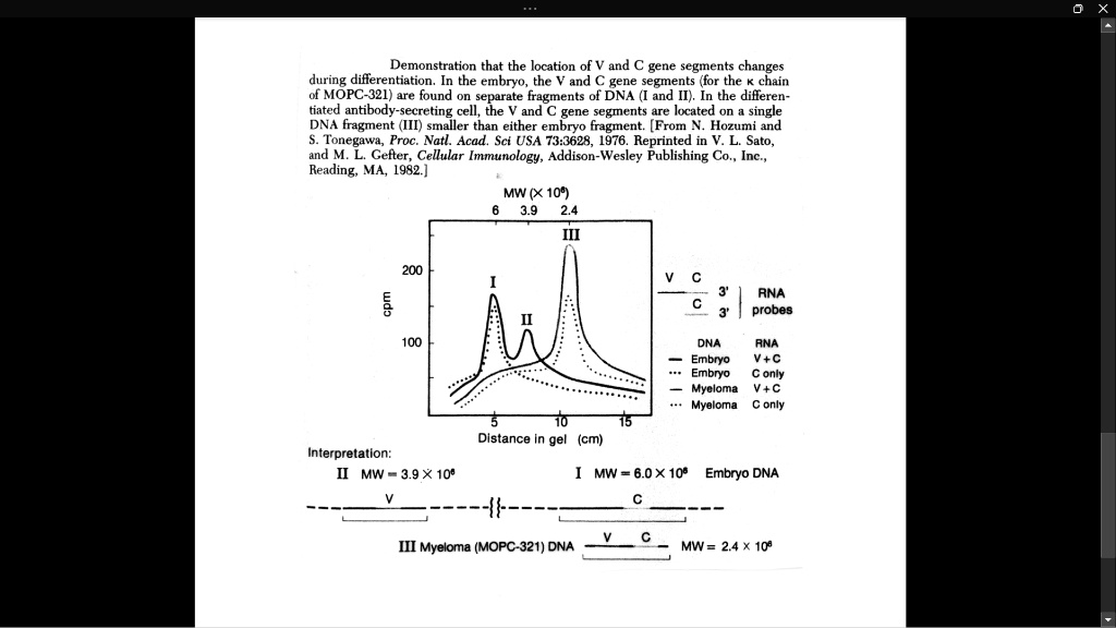the classical experiments that tonegawa undertook figure 2 showed that ...