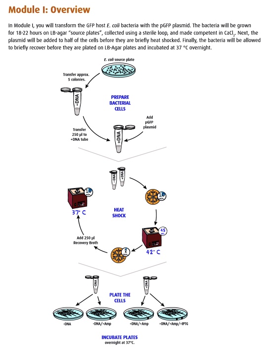 Module I: Overview In Module I, you will transform the GFP host E. coli ...
