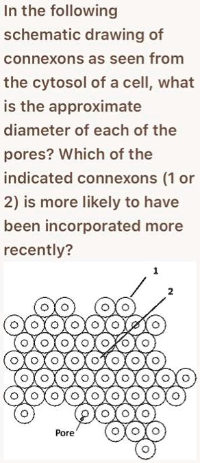 in the following schematic drawing of connexons as seen from the ...