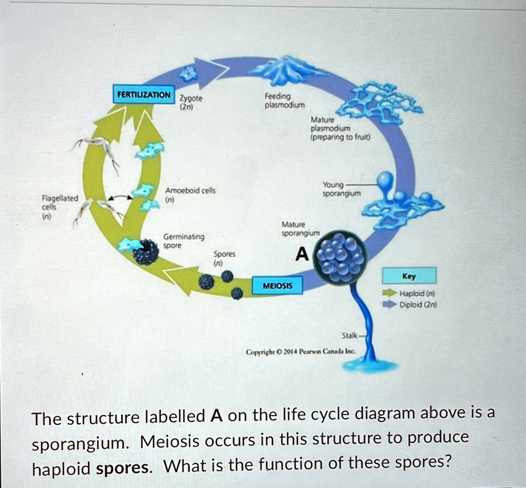 SOLVED: The structure labelled A on the life cycle diagram above is a ...