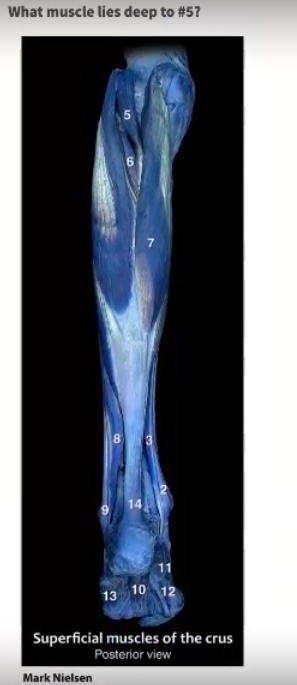 What muscle lies deep to #5? Superficial muscles of the...
