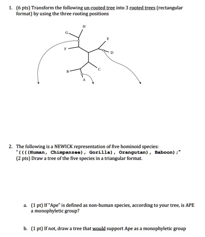 6 pts transform the following un rooted tree into 3 rooted trees ...