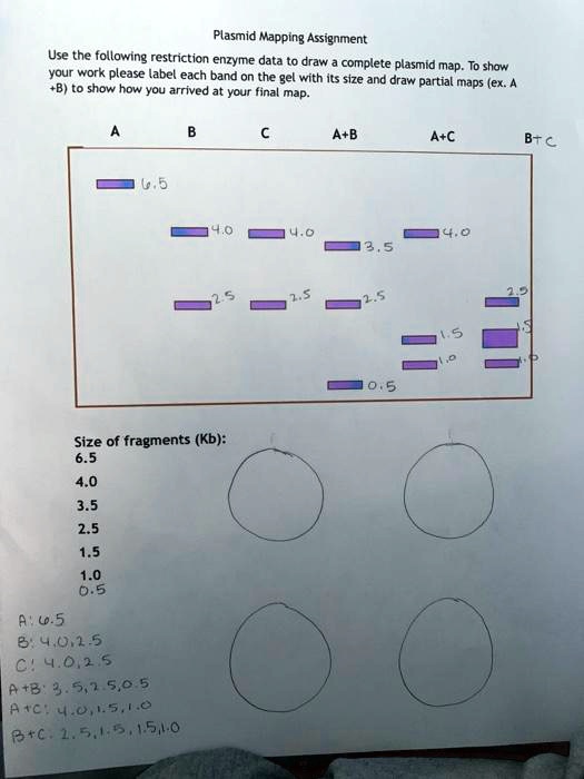 SOLVED: Plasmid Mapping Assignment Use the following restriction enzyme data to draw complete ...