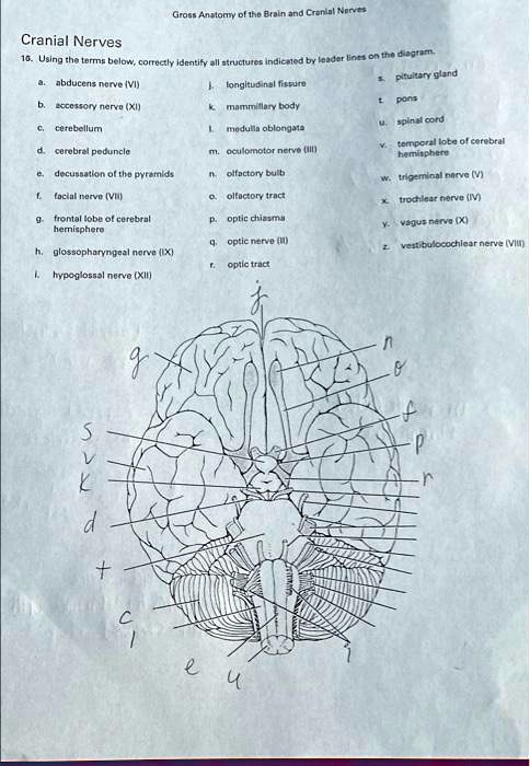Cranial Nerves Gross Anatomy of the Brain and Cranial Nerves 16. Using ...