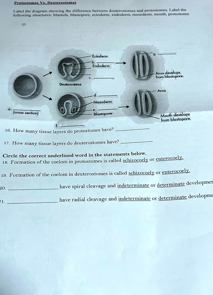 Protostomes Vs. Deuterostomes Label the diagram showing the difference between deuterostomes and ...