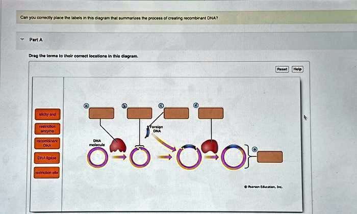 texts can you correctly place the labels in this diagram that ... texts can you correctly place the labels in this diagram that ...