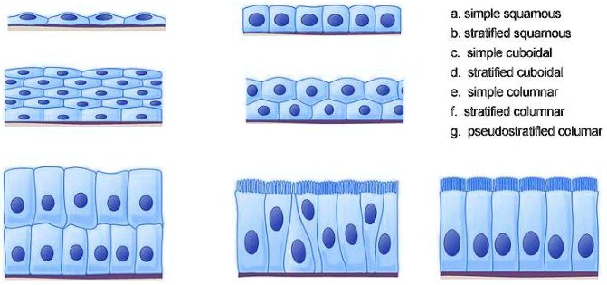 identify the type of epithelial tissue a simpl squamous b stratified squamous simple cujoidal ...
