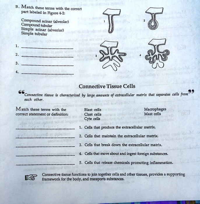 SOLVED: B. Match these terms with the correct part labeled in Figure 4 ...
