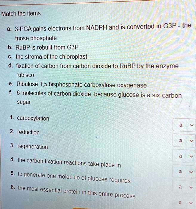 SOLVED: Match the items a. 3-PGA gains electrons from NADPH and is ...