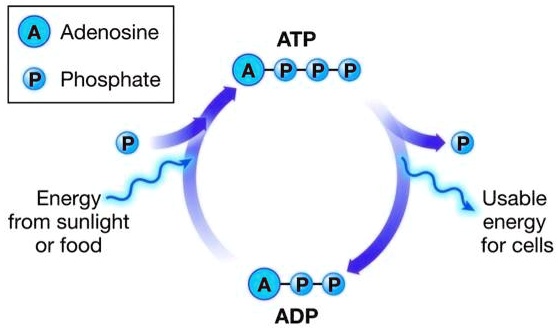 A Adenosine P Phosphate P Energy from sunlight or food ATP A-P-P-P A-P ...