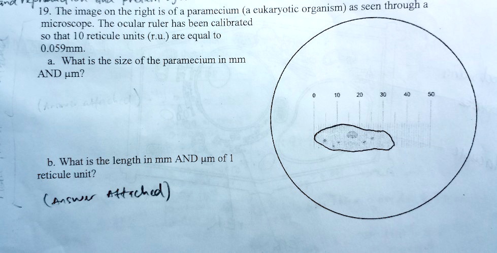 19. The image on the right is of a paramecium (a eukaryotic organism ...